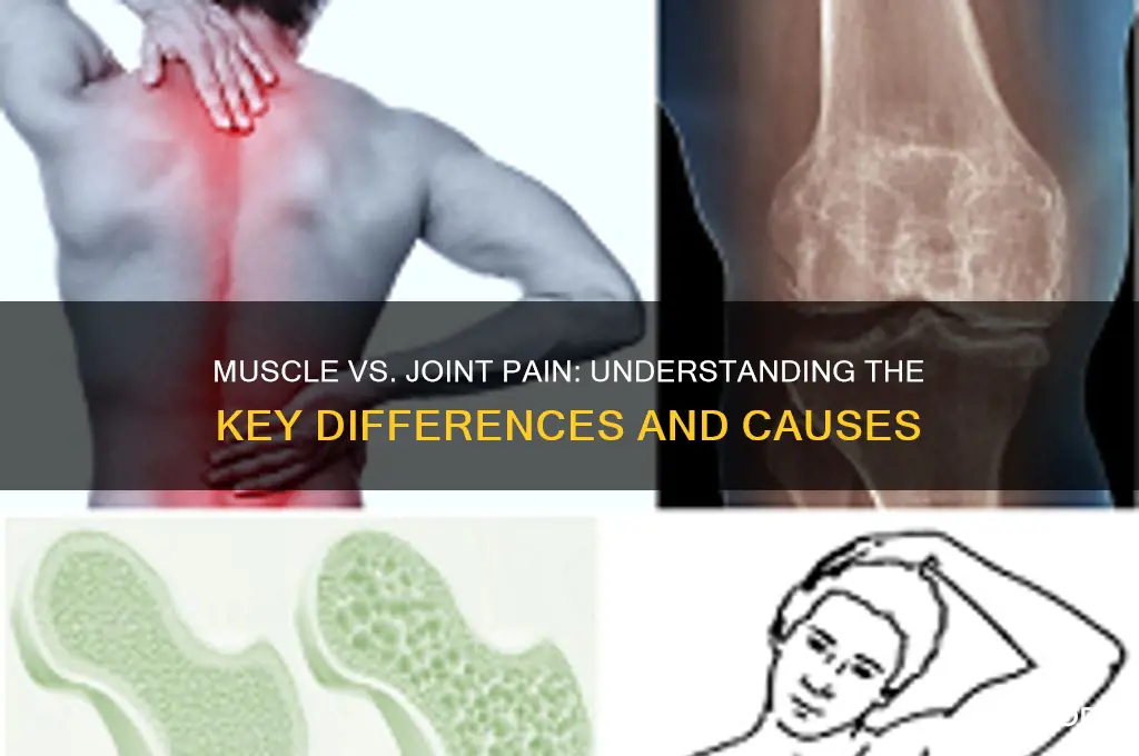Muscle Vs. Joint Pain: Understanding The Key Differences And Causes ...