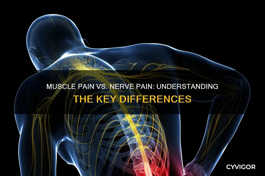 Muscle Pain Vs. Nerve Pain: Understanding The Key Differences | CyVigor