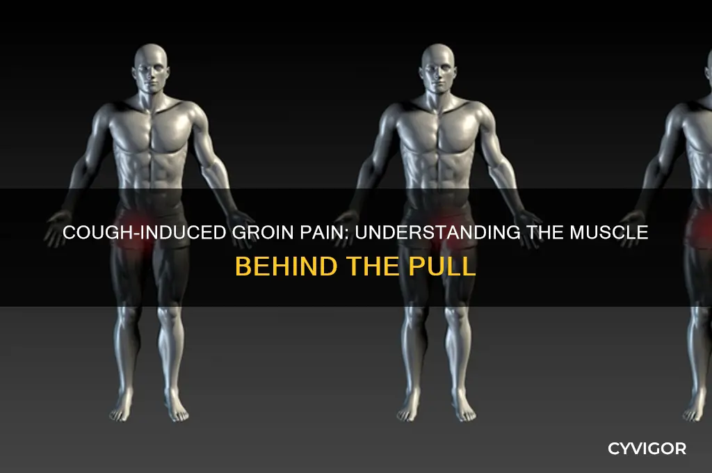 Cough-Induced Groin Pain: Understanding The Muscle Behind The Pull ...