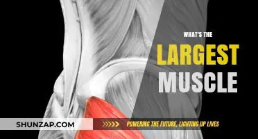 The Power Of Muscles: Your Body's Biggest Muscle | CyVigor