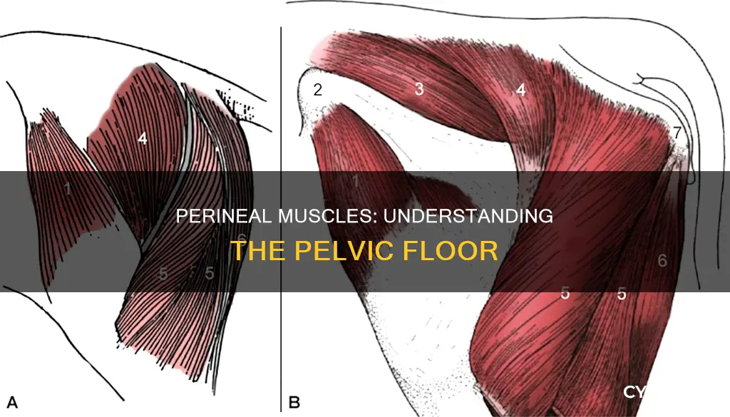 Perineal Muscles: Understanding The Pelvic Floor | CyVigor