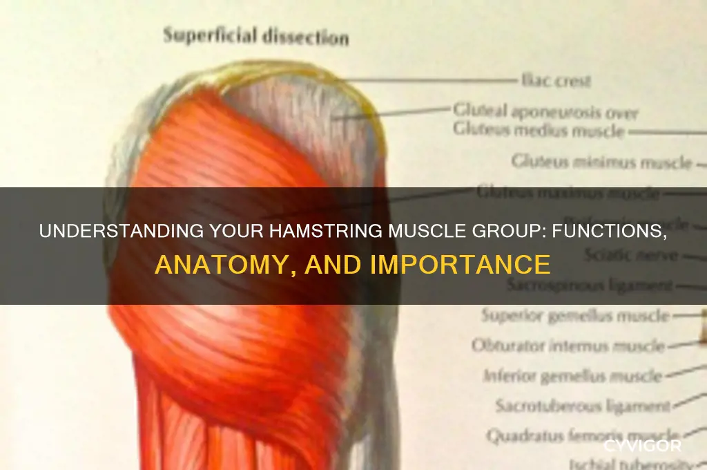Understanding Your Hamstring Muscle Group: Functions, Anatomy, And ...