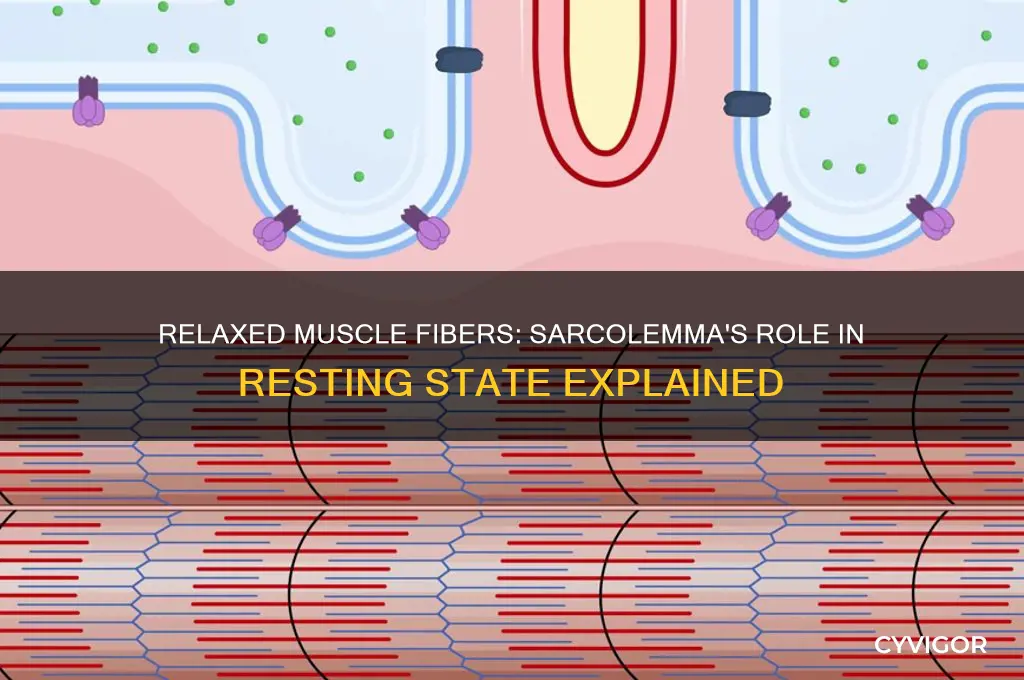 Relaxed Muscle Fibers: Sarcolemma's Role In Resting State Explained ...