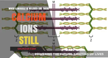 Calcium Ions And Muscle Relaxation: Understanding The Role In Resting ...