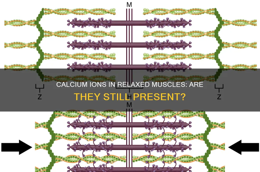 Calcium Ions In Relaxed Muscles: Are They Still Present? | CyVigor