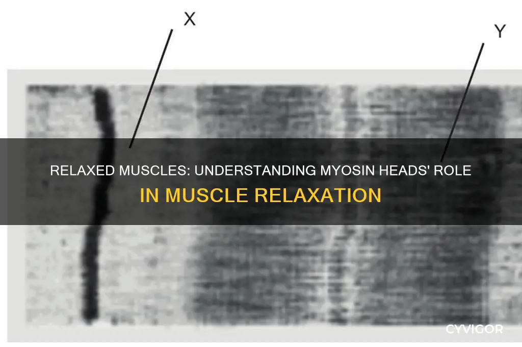 Relaxed Muscles: Understanding Myosin Heads' Role In Muscle Relaxation ...
