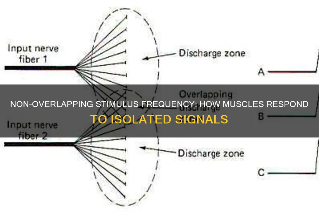 Non-Overlapping Stimulus Frequency: How Muscles Respond To Isolated ...