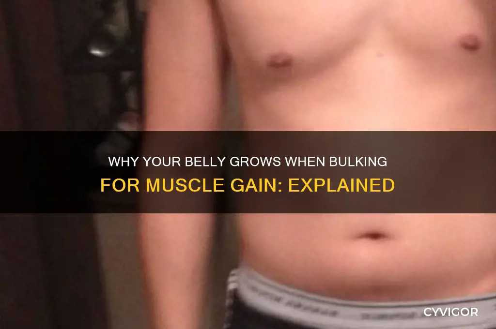 Why Your Belly Grows When Bulking For Muscle Gain: Explained | CyVigor
