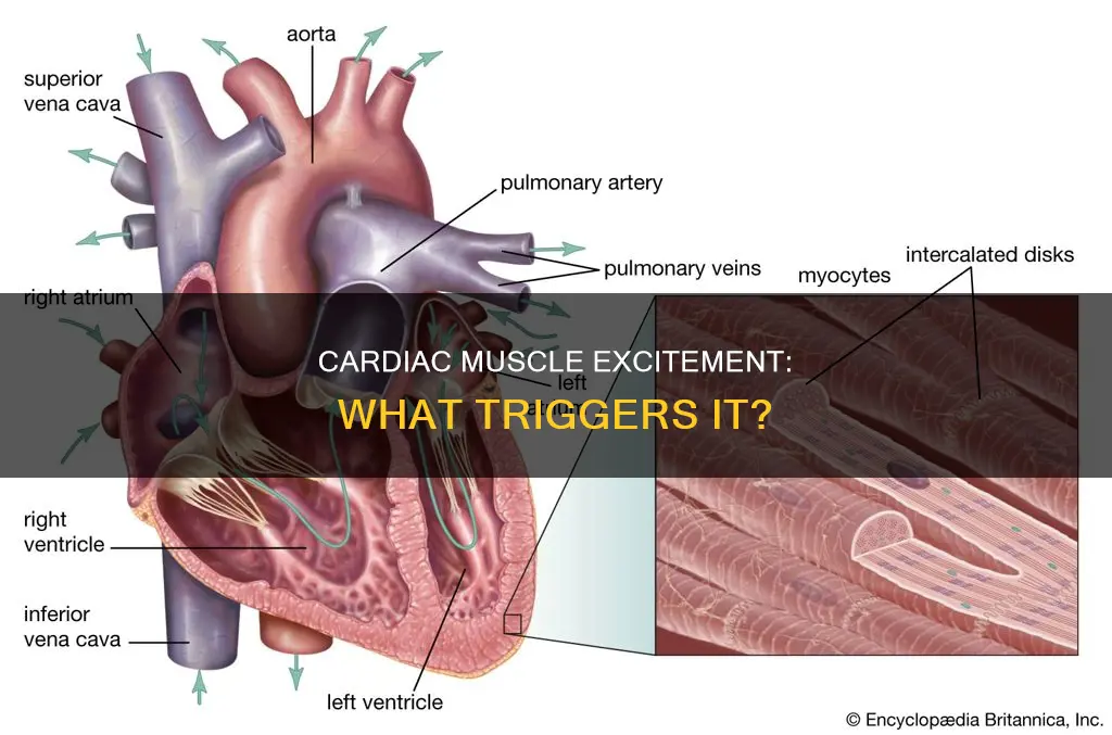 Cardiac Muscle Excitement: What Triggers It? | CyVigor