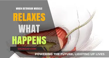 Understanding Diastole: When Heart Muscle Relaxes And Lets Blood In ...