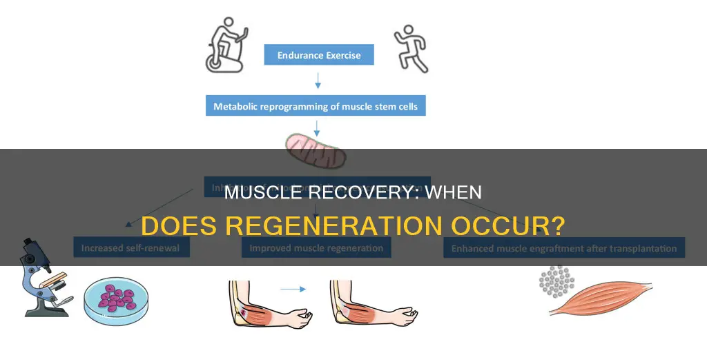 Muscle Recovery: When Does Regeneration Occur? | CyVigor