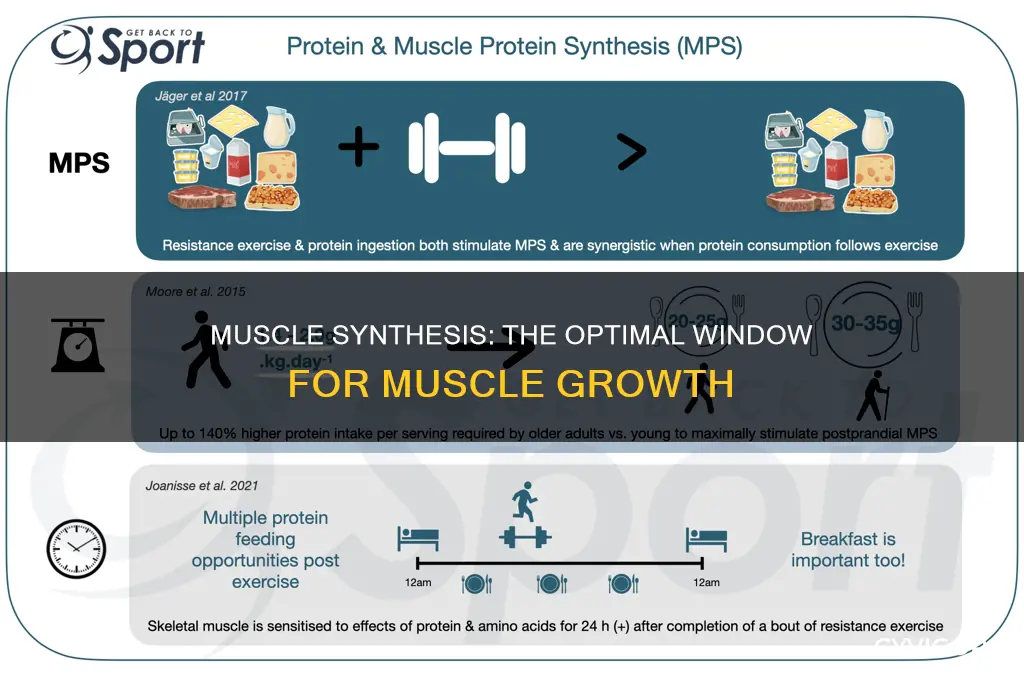 Muscle Synthesis: The Optimal Window For Muscle Growth | CyVigor