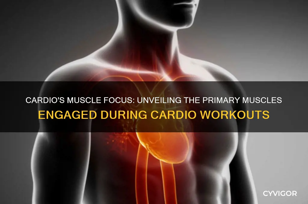 Cardio's Muscle Focus: Unveiling The Primary Muscles Engaged During ...