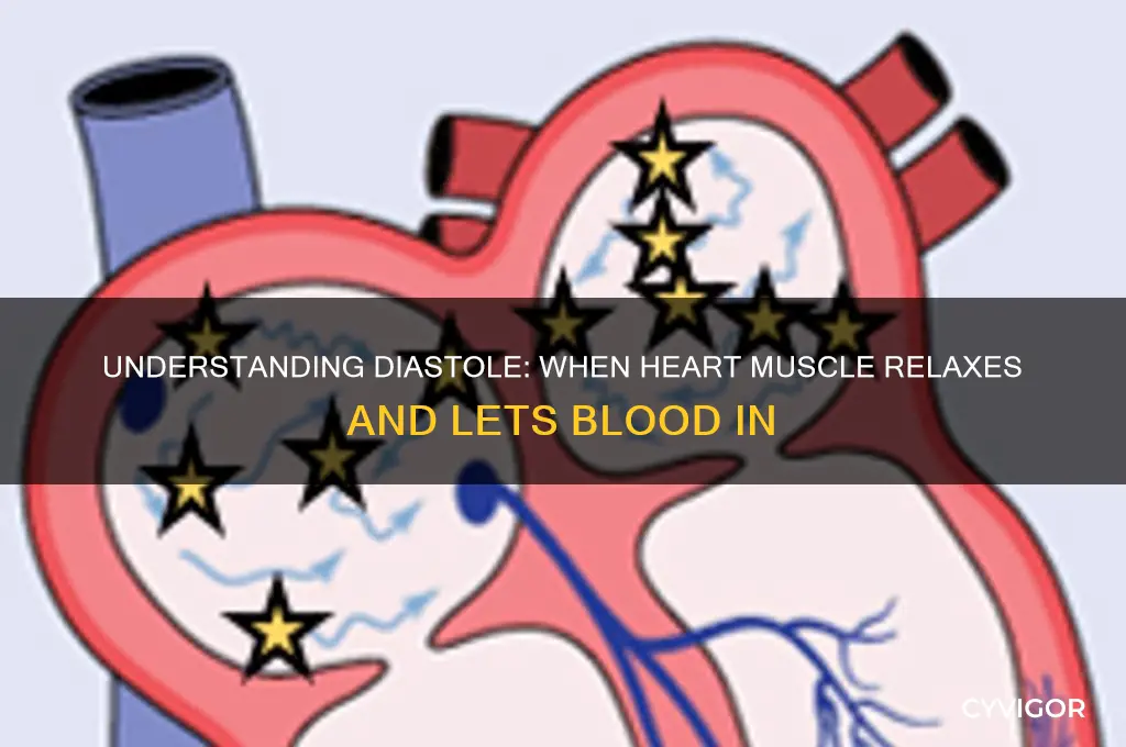Understanding Diastole: When Heart Muscle Relaxes And Lets Blood In ...