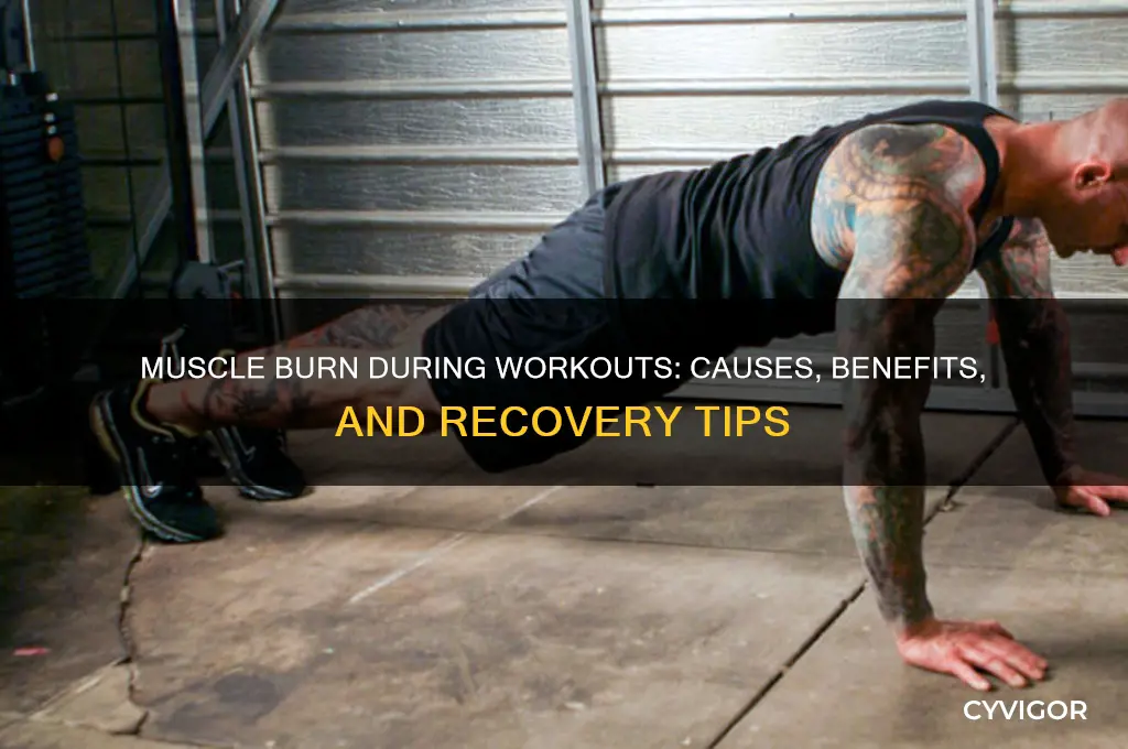 Muscle Burn During Workouts: Causes, Benefits, And Recovery Tips | CyVigor