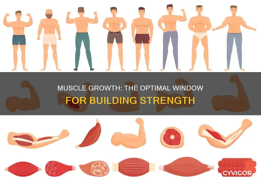 Muscle Growth: The Optimal Window For Building Strength | CyVigor