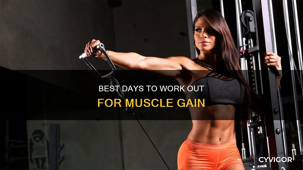 Best Days To Work Out For Muscle Gain | CyVigor