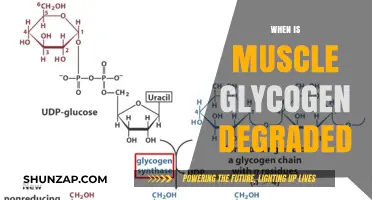 Heart Muscle Damage: Causes, Effects, And Treatments | CyVigor