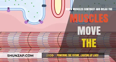 Relaxation Of Diaphragm And Intercostal Muscles: Understanding ...