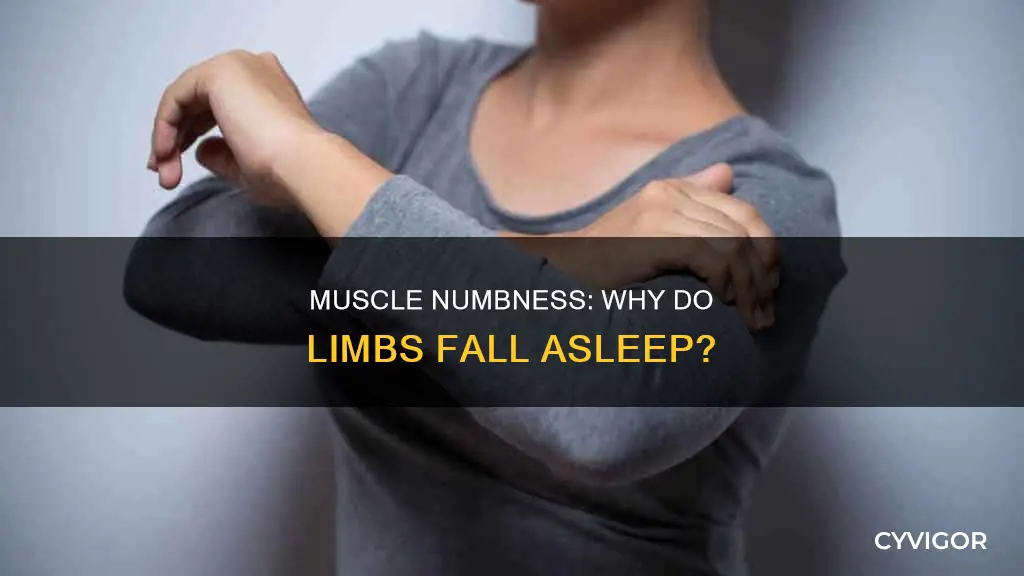 Muscle Numbness: Why Do Limbs Fall Asleep? | CyVigor