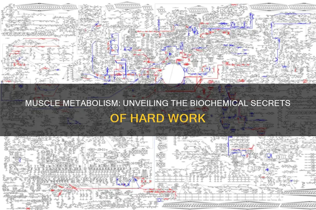 Muscle Metabolism: Unveiling The Biochemical Secrets Of Hard Work | CyVigor