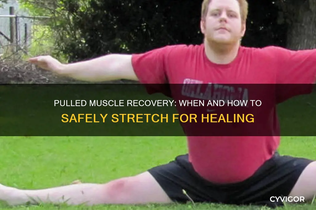 Pulled Muscle Recovery: When And How To Safely Stretch For Healing ...