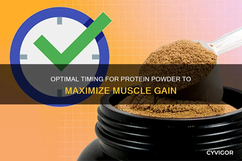 Optimal Timing For Protein Powder To Maximize Muscle Gain | CyVigor
