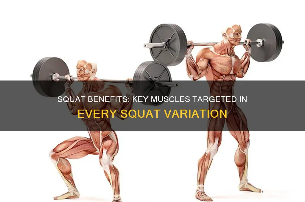 Squat Benefits: Key Muscles Targeted In Every Squat Variation | CyVigor