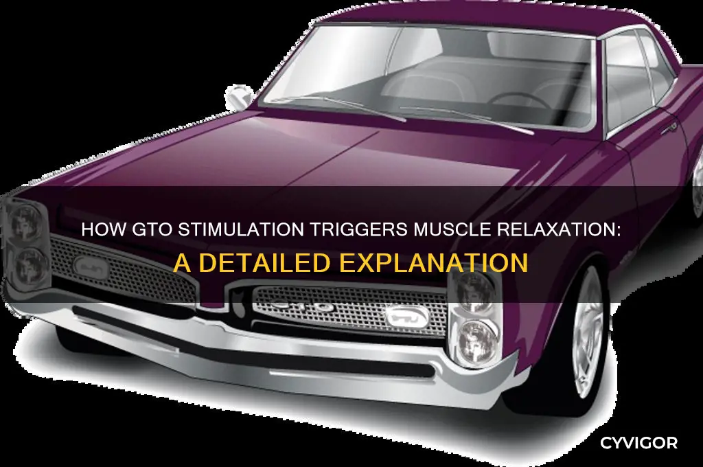 How Gto Stimulation Triggers Muscle Relaxation: A Detailed Explanation ...