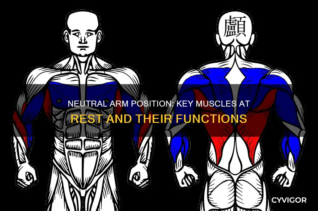 Neutral Arm Position: Key Muscles At Rest And Their Functions | CyVigor
