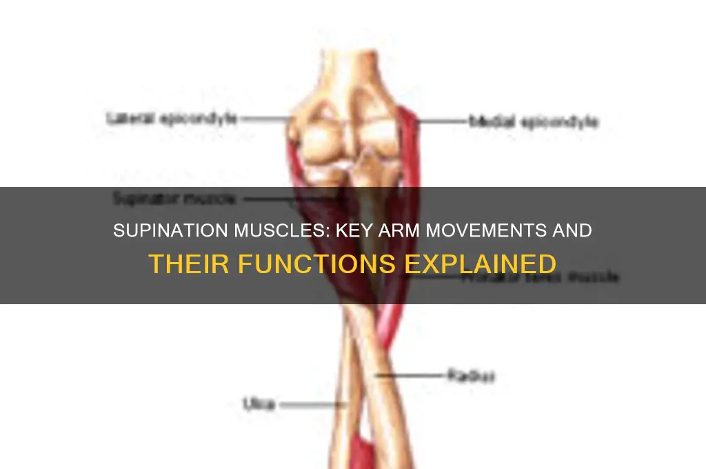 Supination Muscles: Key Arm Movements And Their Functions Explained ...