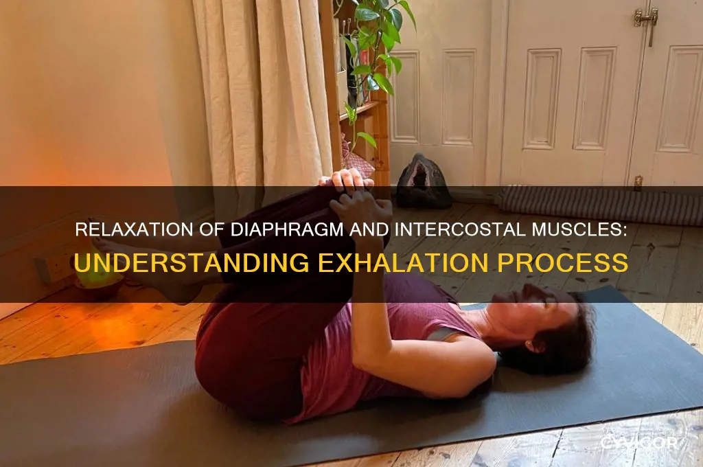 Relaxation Of Diaphragm And Intercostal Muscles: Understanding ...