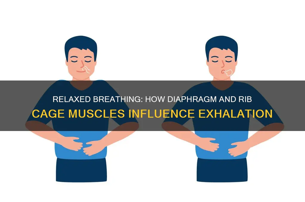 Relaxed Breathing: How Diaphragm And Rib Cage Muscles Influence ...
