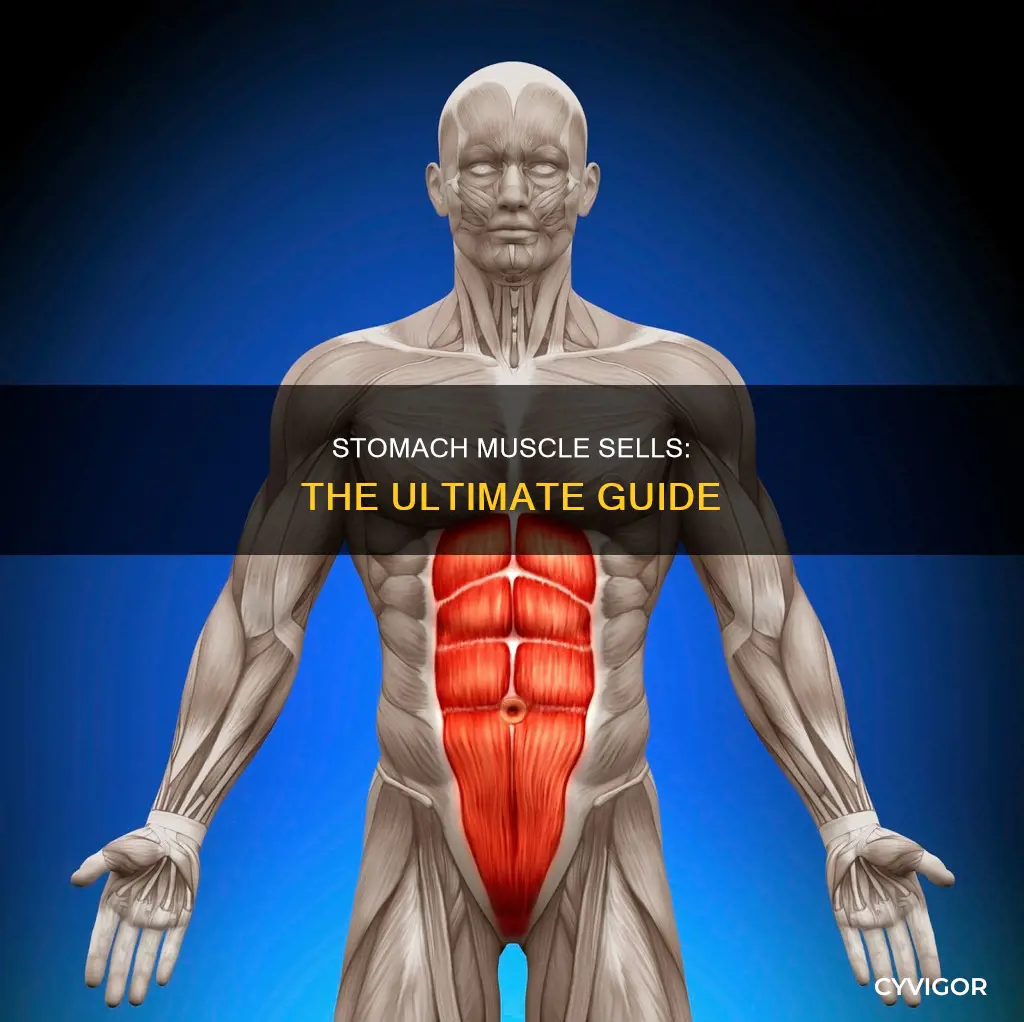 Stomach Muscle Sells: The Ultimate Guide | CyVigor