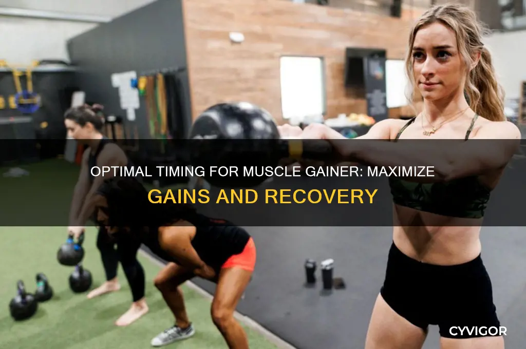 Optimal Timing For Muscle Gainer: Maximize Gains And Recovery | CyVigor