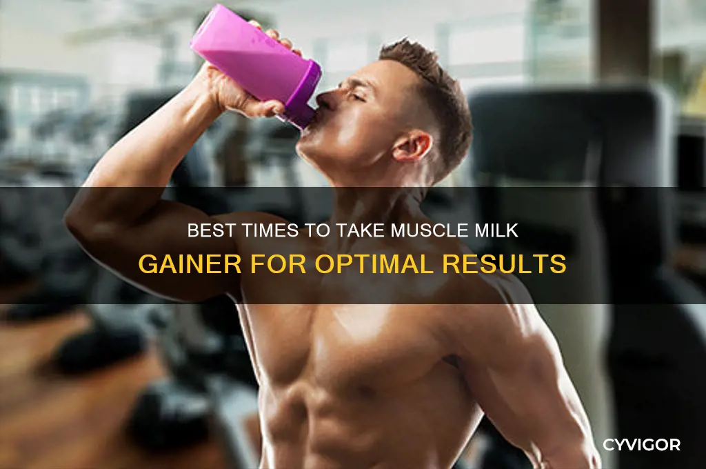 Best Times To Take Muscle Milk Gainer For Optimal Results | CyVigor