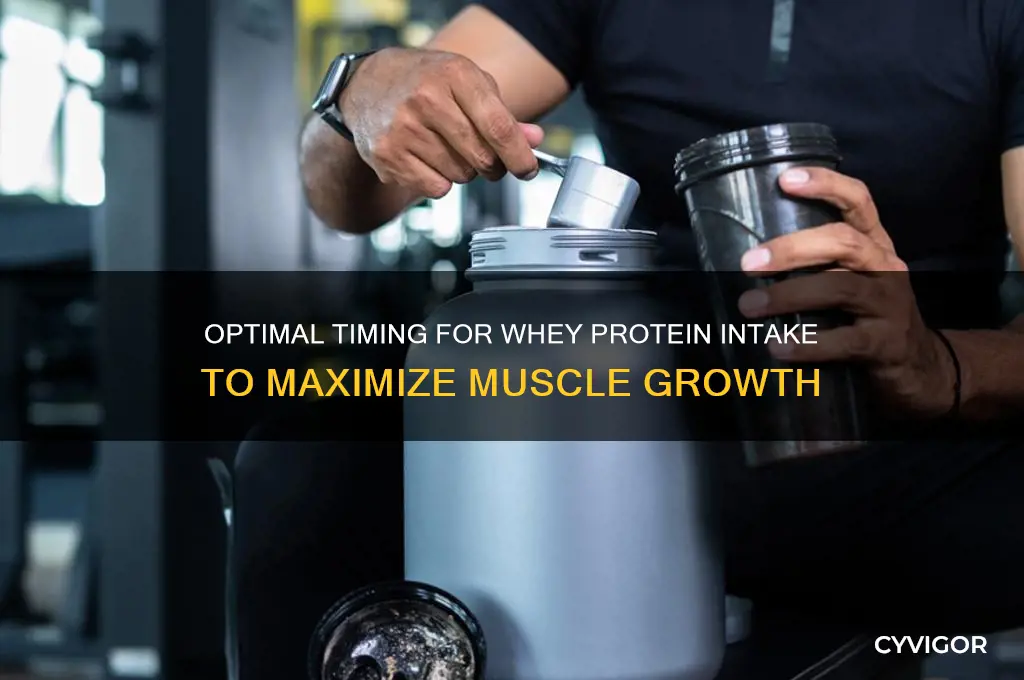 Optimal Timing For Whey Protein Intake To Maximize Muscle Growth | CyVigor