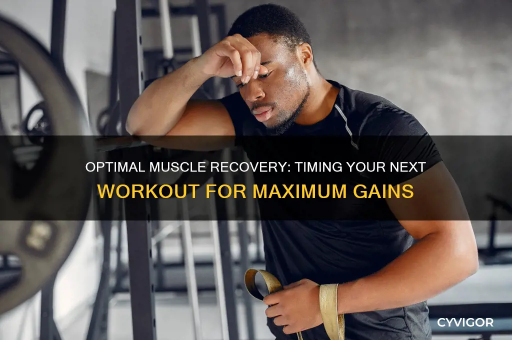 Optimal Muscle Recovery: Timing Your Next Workout For Maximum Gains ...