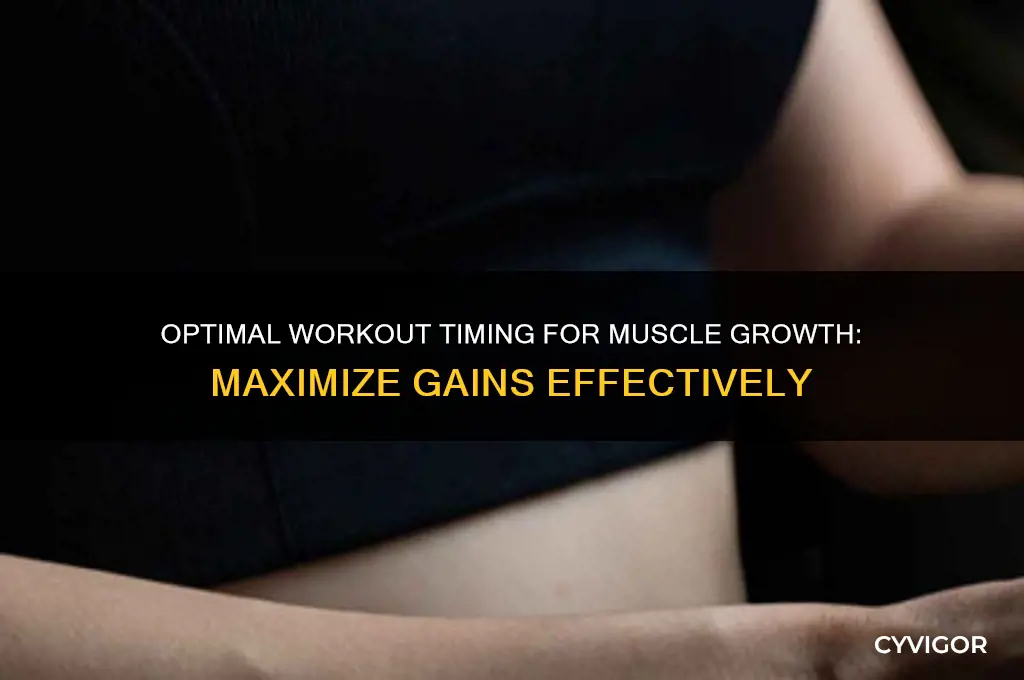 Optimal Workout Timing For Muscle Growth: Maximize Gains Effectively ...