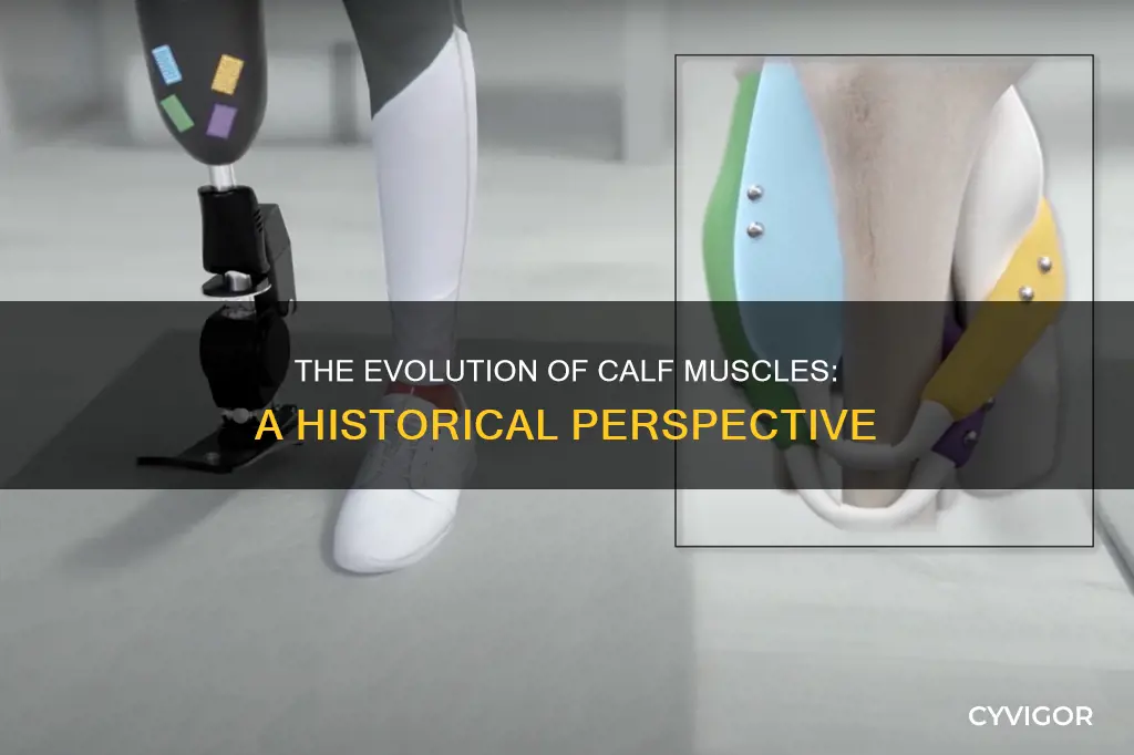 The Evolution Of Calf Muscles: A Historical Perspective | CyVigor