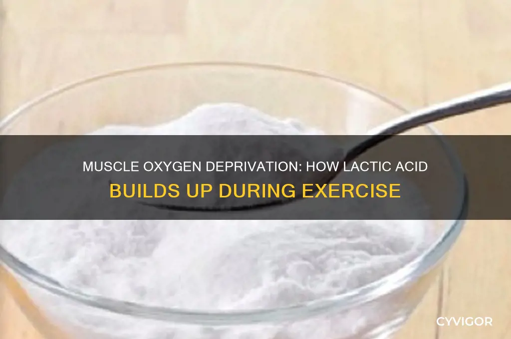 Muscle Oxygen Deprivation: How Lactic Acid Builds Up During Exercise ...