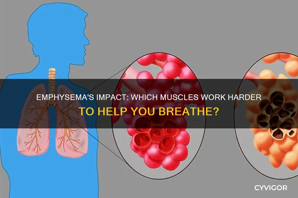 Emphysema's Impact: Which Muscles Work Harder To Help You Breathe ...