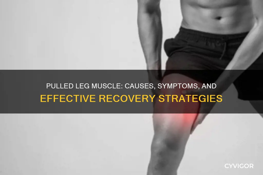 Pulled Leg Muscle: Causes, Symptoms, And Effective Recovery Strategies ...