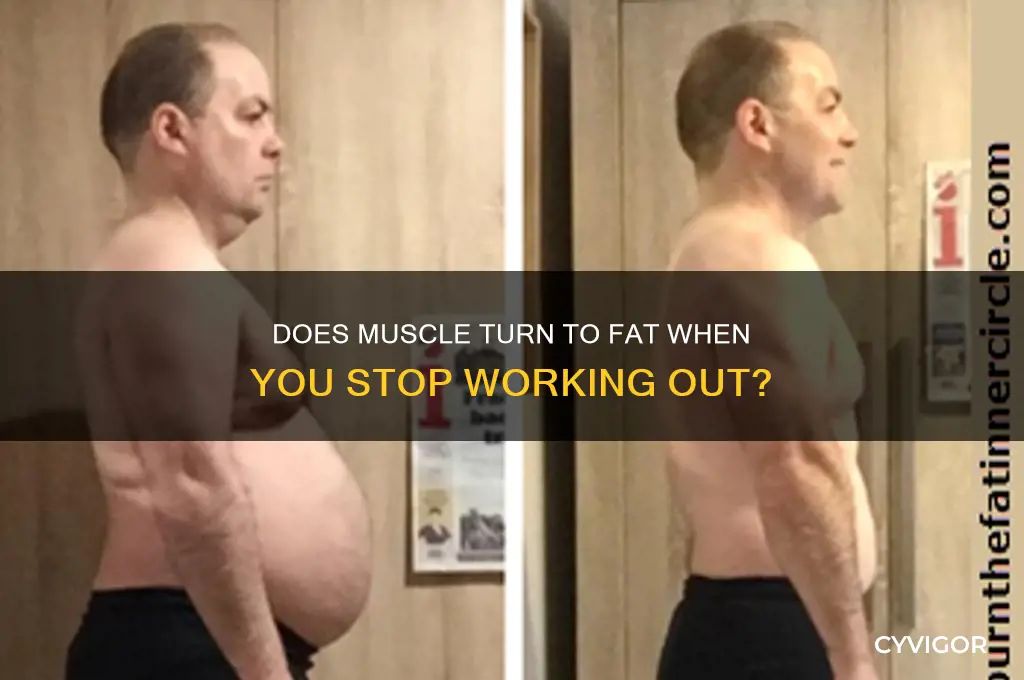Does Muscle Turn To Fat When You Stop Working Out? | CyVigor