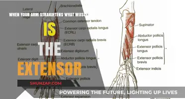 Understanding Arm Flexion: The Key Muscle Behind Your Bending Arm | CyVigor