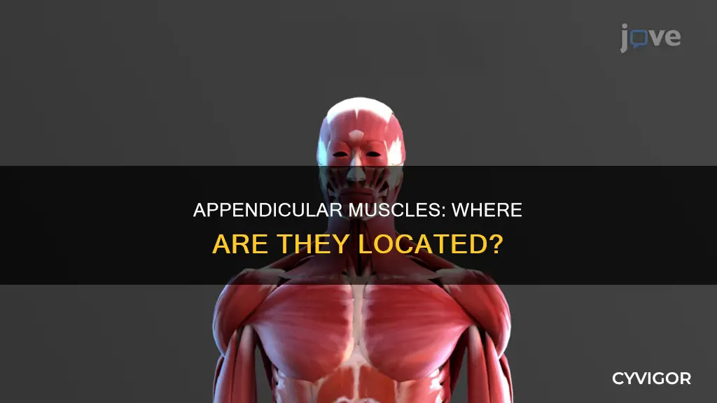 Appendicular Muscles: Where Are They Located? | CyVigor