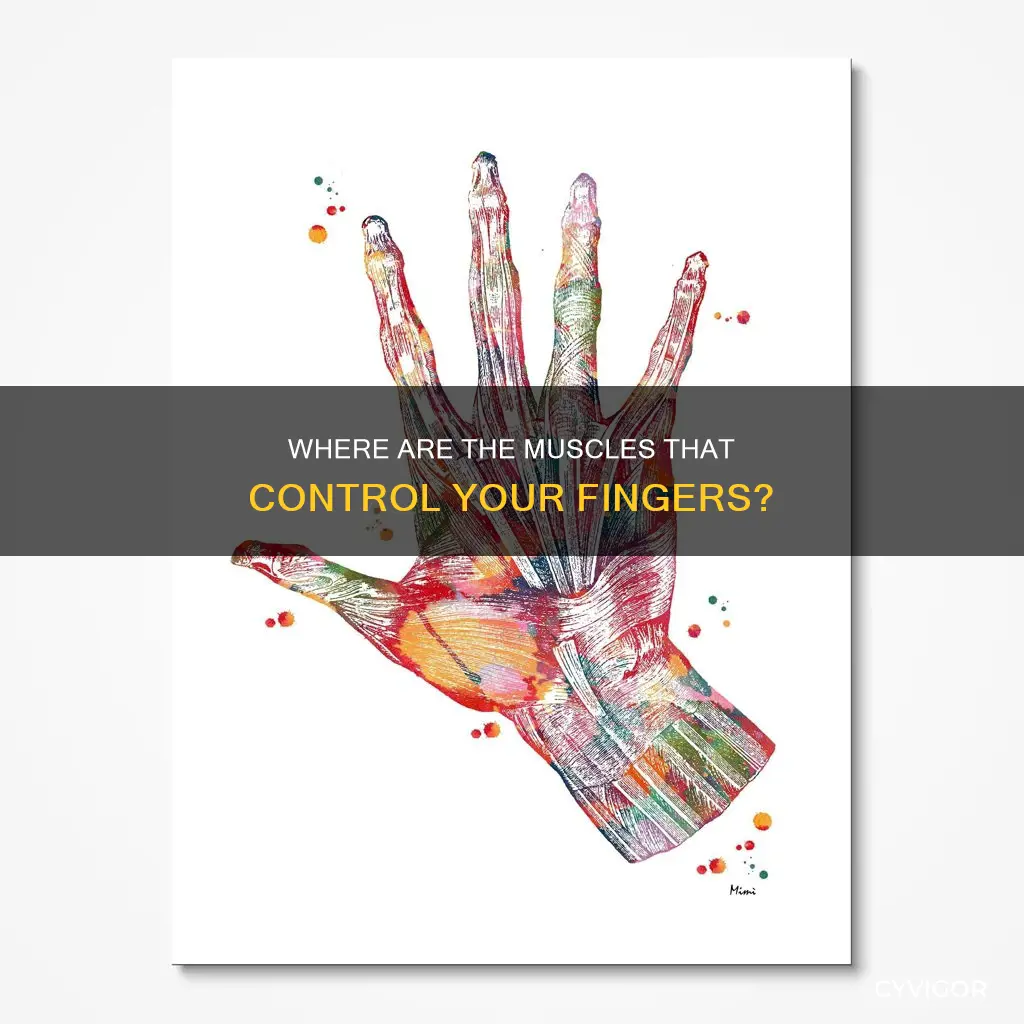 Where Are The Muscles That Control Your Fingers? | CyVigor