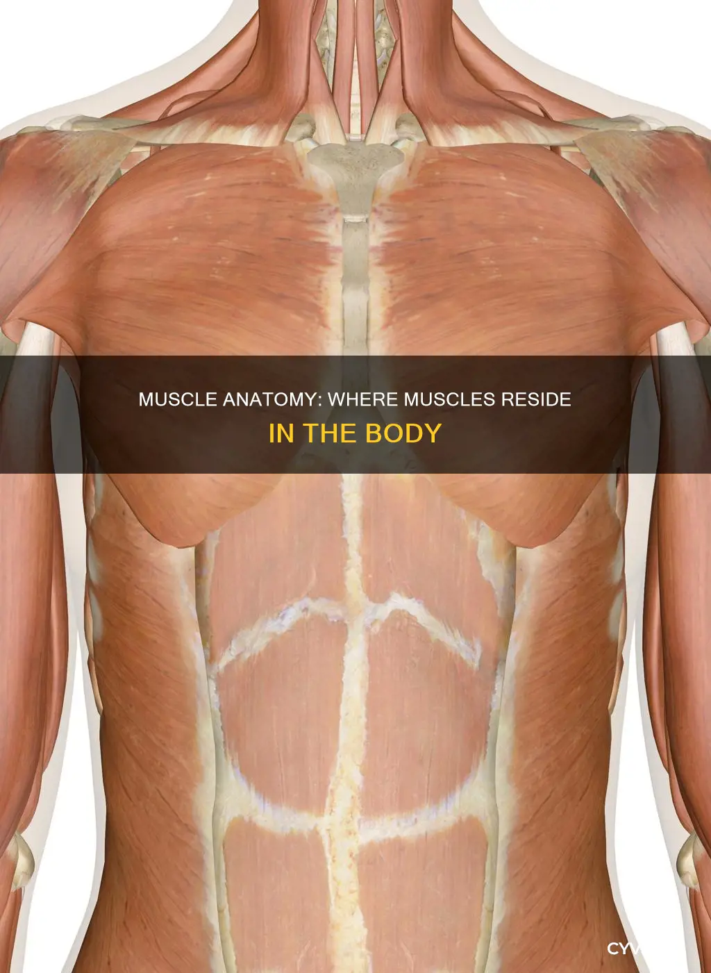 Muscle Anatomy: Where Muscles Reside In The Body | CyVigor