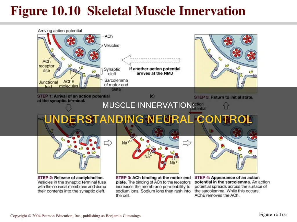 Muscle Innervation: Understanding Neural Control | CyVigor