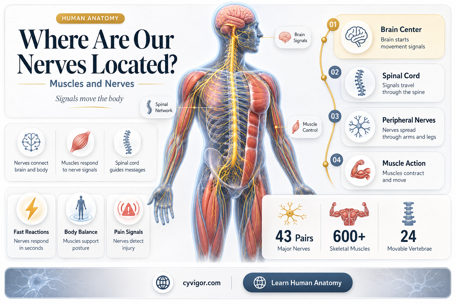 Where Are Our Nerves Located? Muscles And Nerves | CyVigor